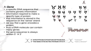 Abnormal RBC | PPT