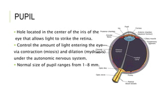 Abnormal reactions of pupil | PPTX
