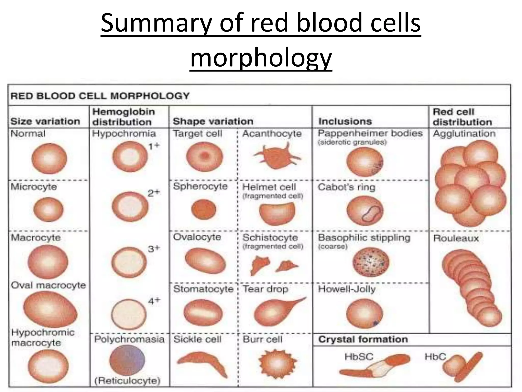 Abnormal red blood cell morphologies | PPTX