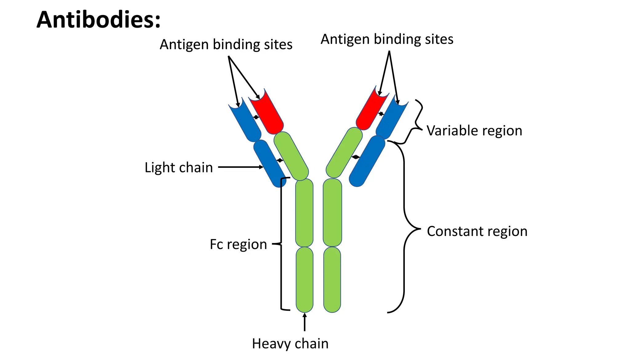 ABO BLOOD GROUP ANTIBODIES ANF Rh ANTIGENS.pptx
