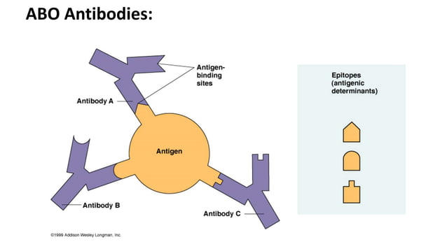 ABO BLOOD GROUP ANTIBODIES ANF Rh ANTIGENS.pptx