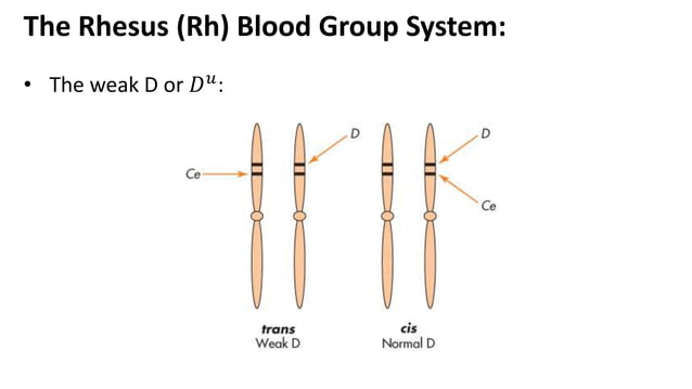 ABO BLOOD GROUP ANTIBODIES ANF Rh ANTIGENS.pptx