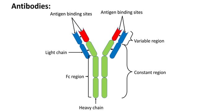 ABO BLOOD GROUP ANTIBODIES ANF Rh ANTIGENS.pptx