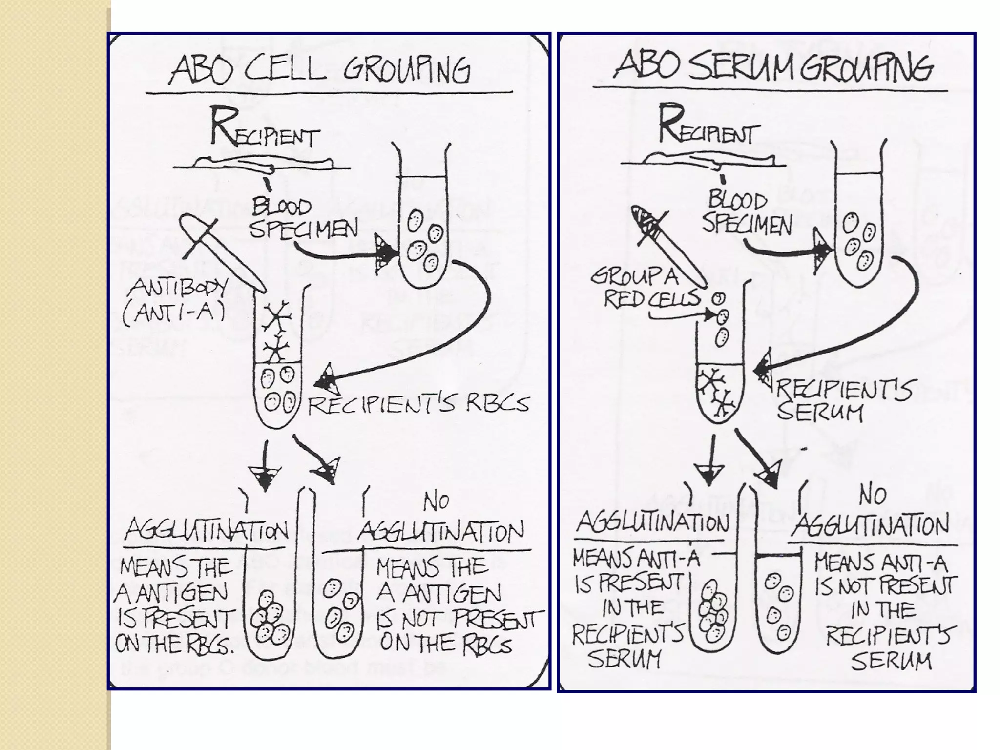 Abo blood group system | PPT