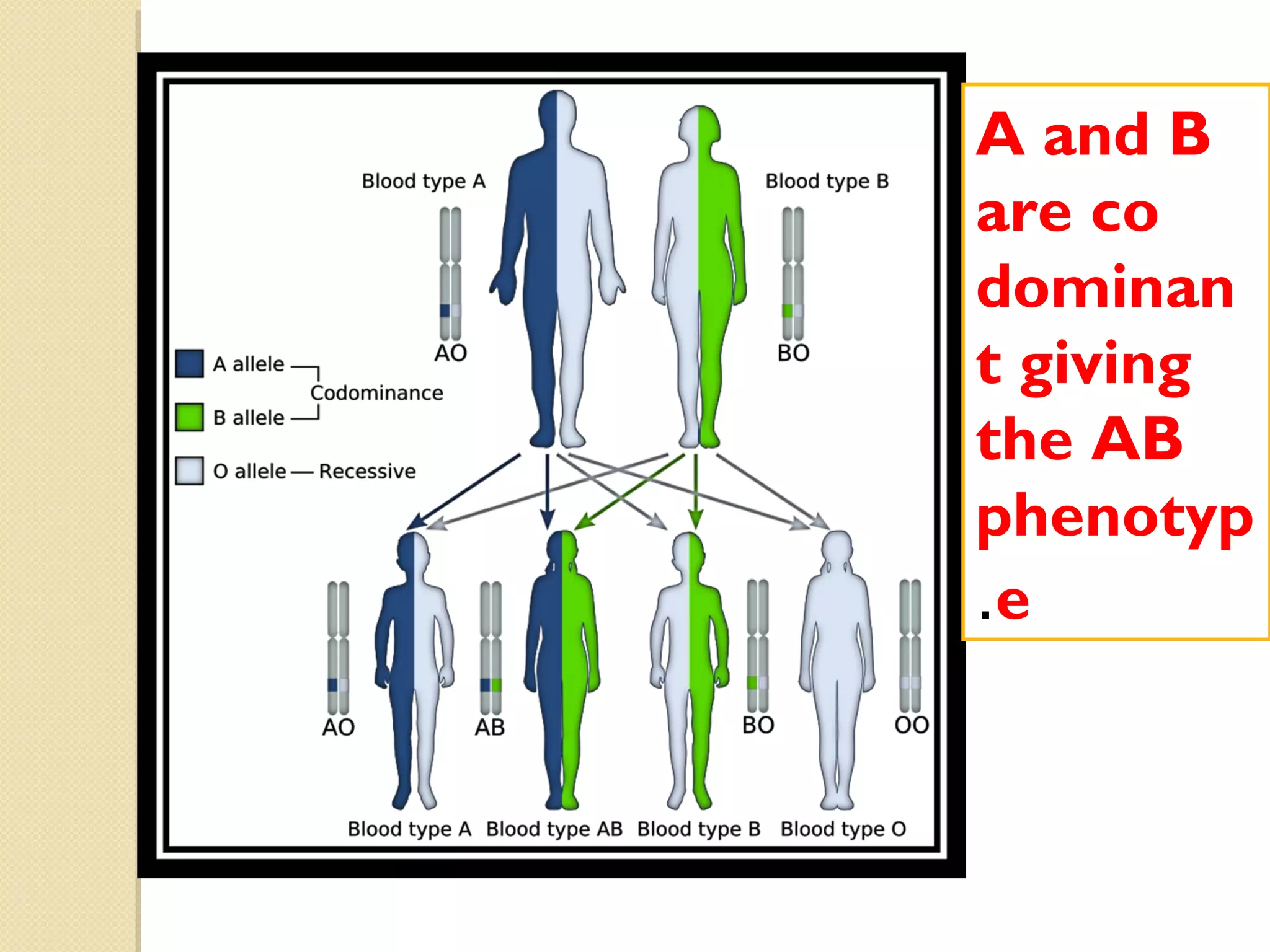 Abo blood group system | PPT
