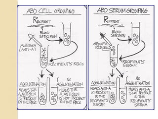 Abo blood group system | PPT