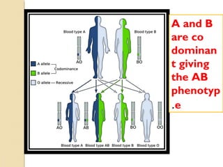 Abo blood group system | PPT
