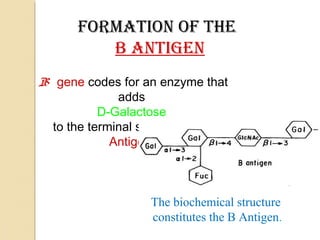 Abo blood group system | PPT