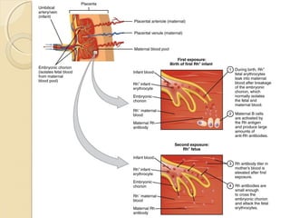 Abo blood group system | PPT
