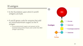 ABO blood group system | PPTX