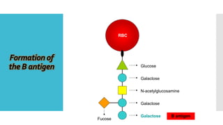 Abo blood group system | PPTX