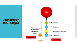 Abo blood group system | PPT