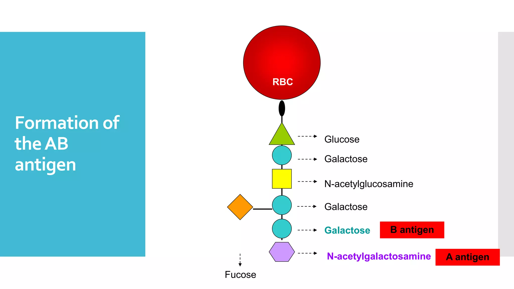 abo blood group system.pdf