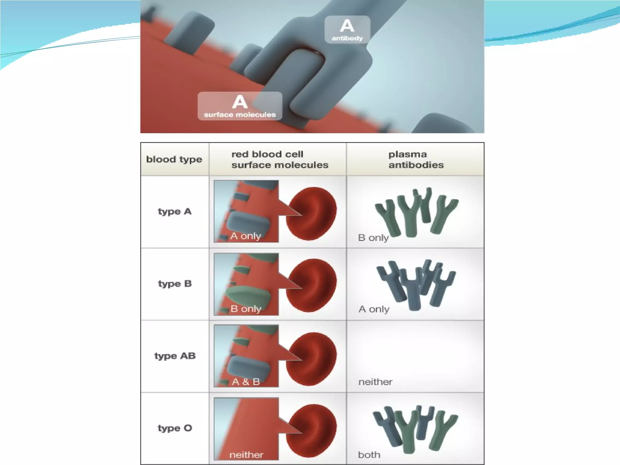 Abo blood type | PPT