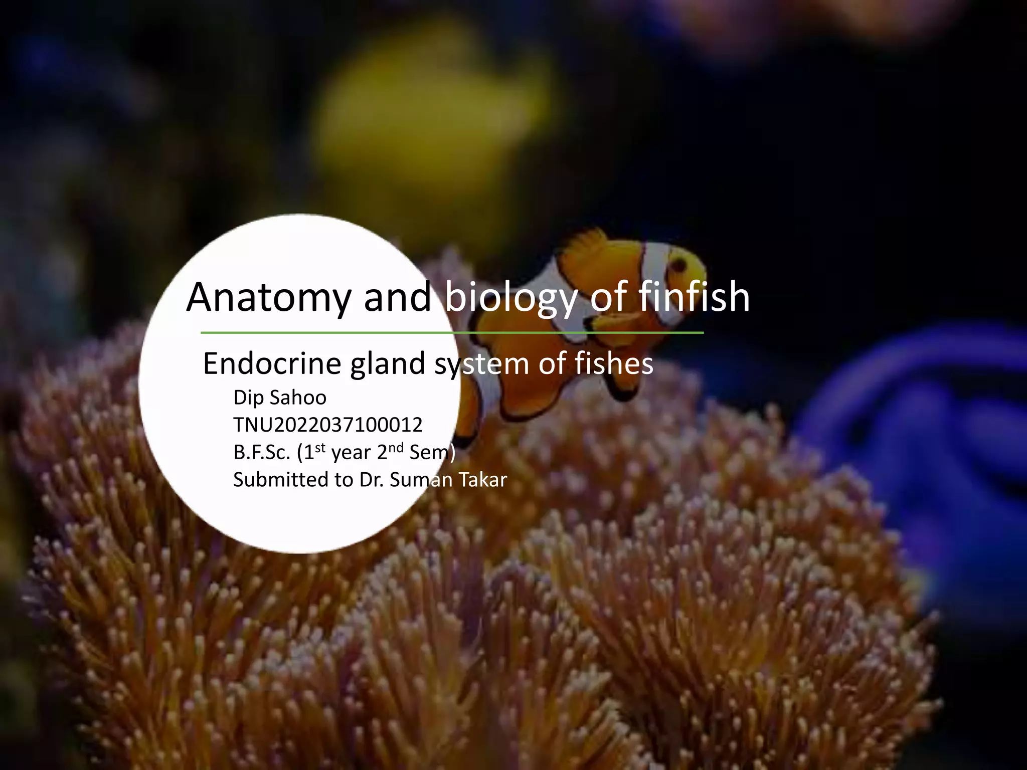 endocrine gland system of fishes | PPTX