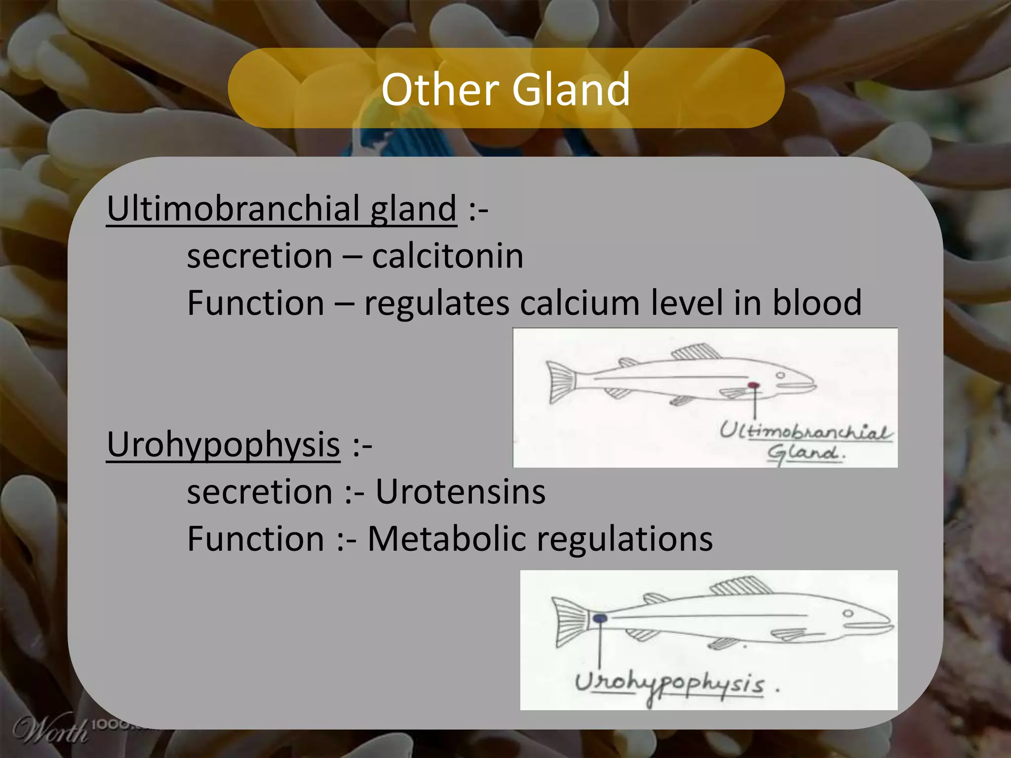endocrine gland system of fishes | PPTX