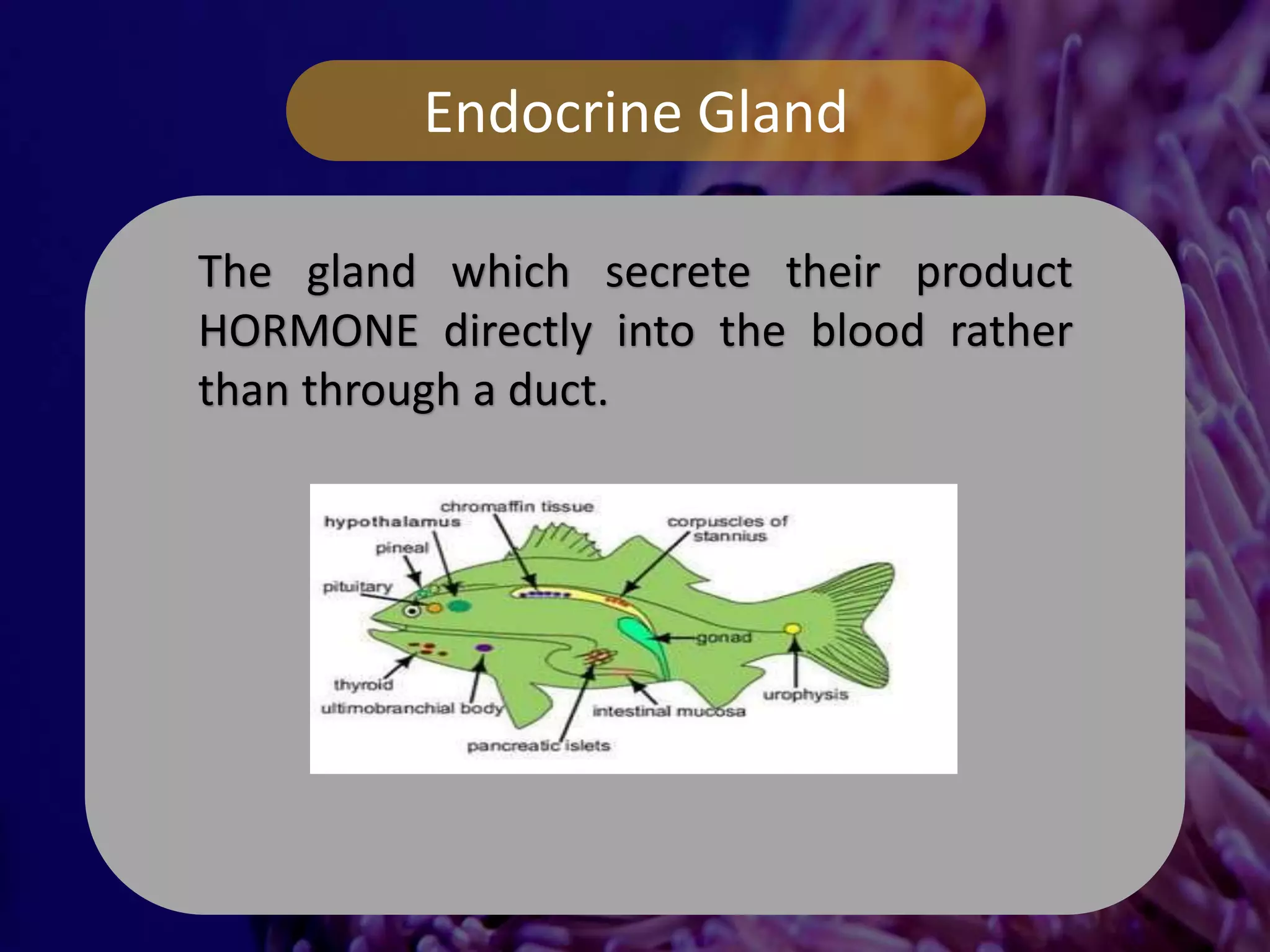 endocrine gland system of fishes | PPTX