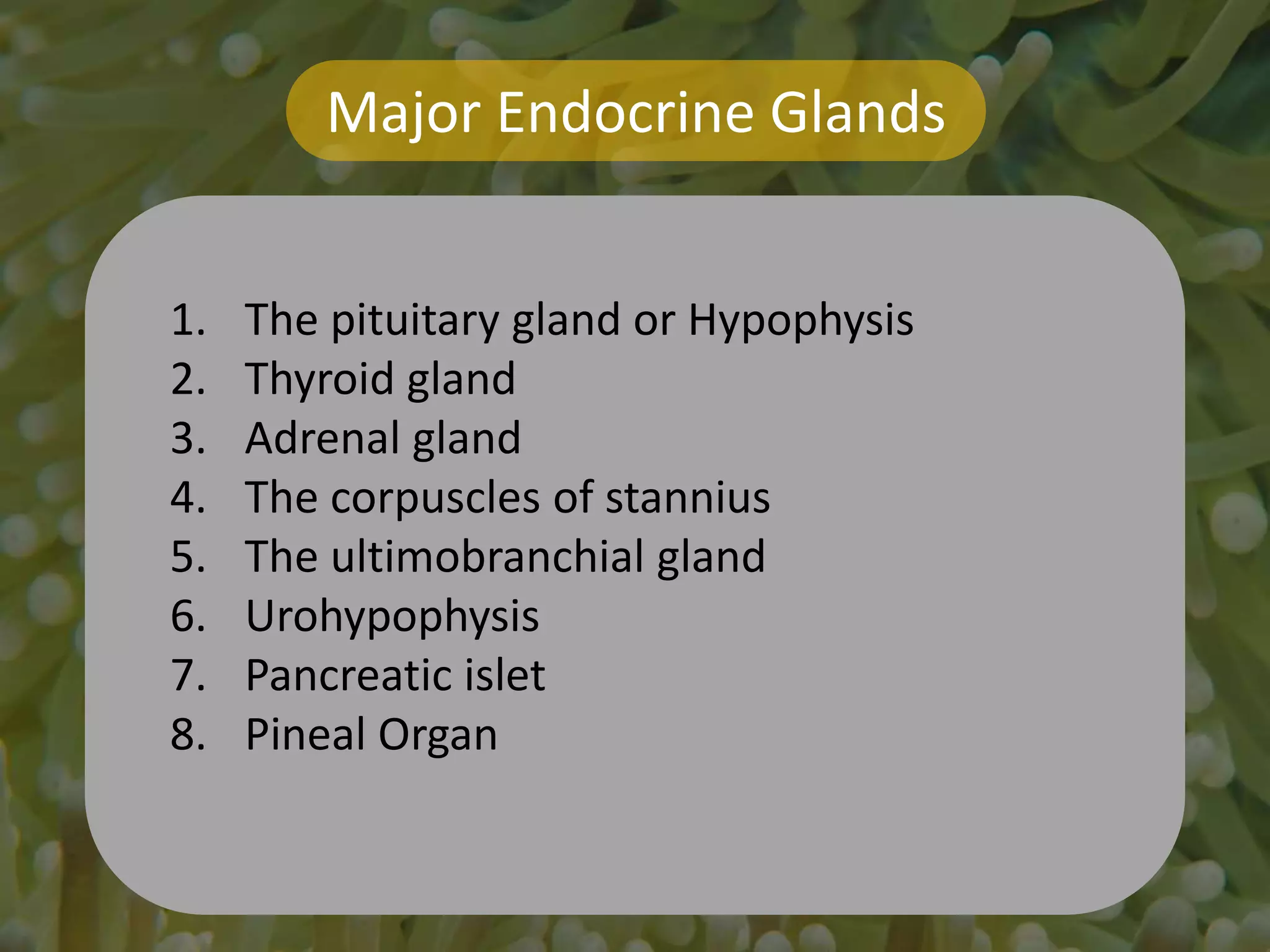 endocrine gland system of fishes | PPTX