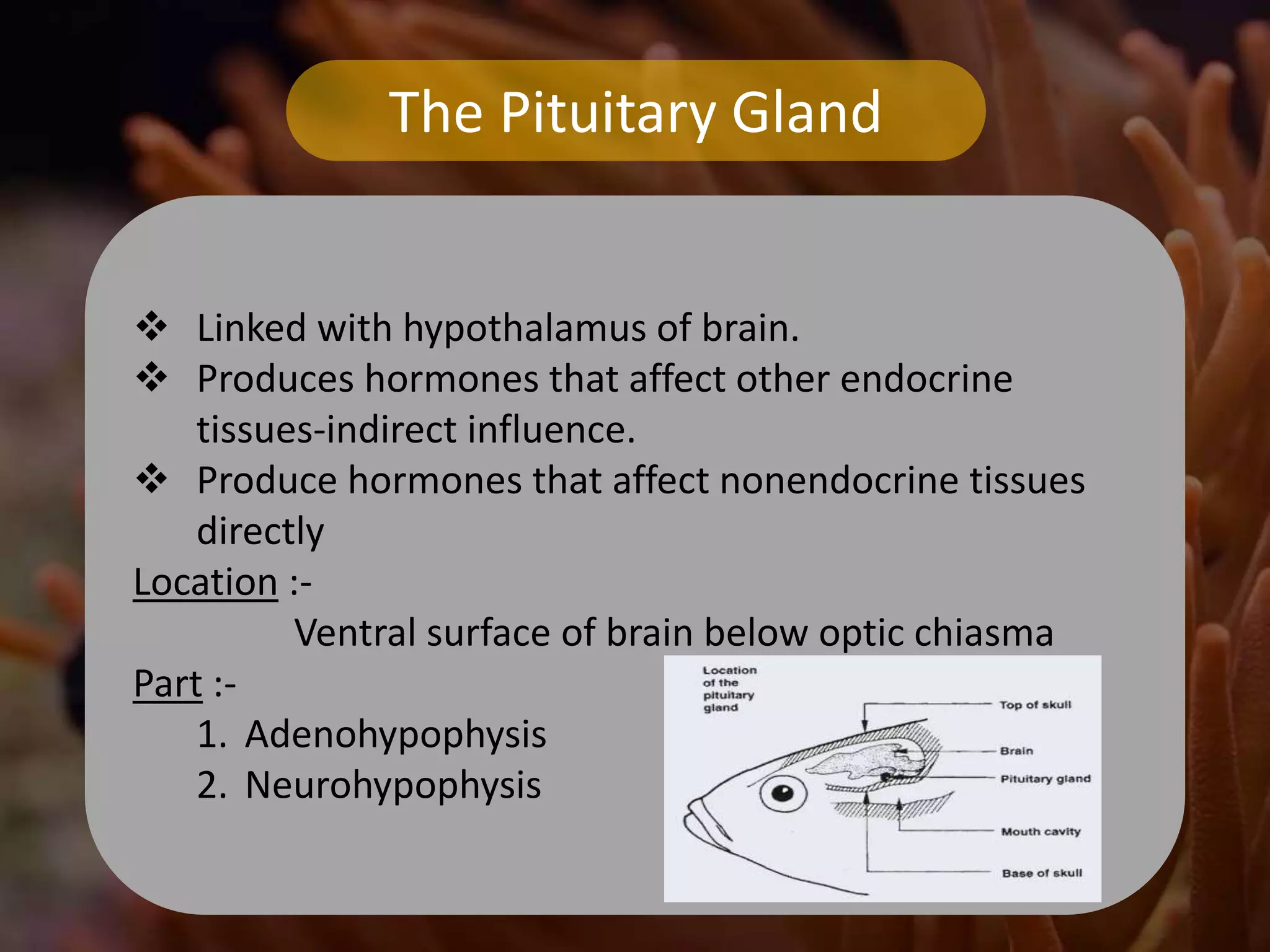endocrine gland system of fishes | PPTX
