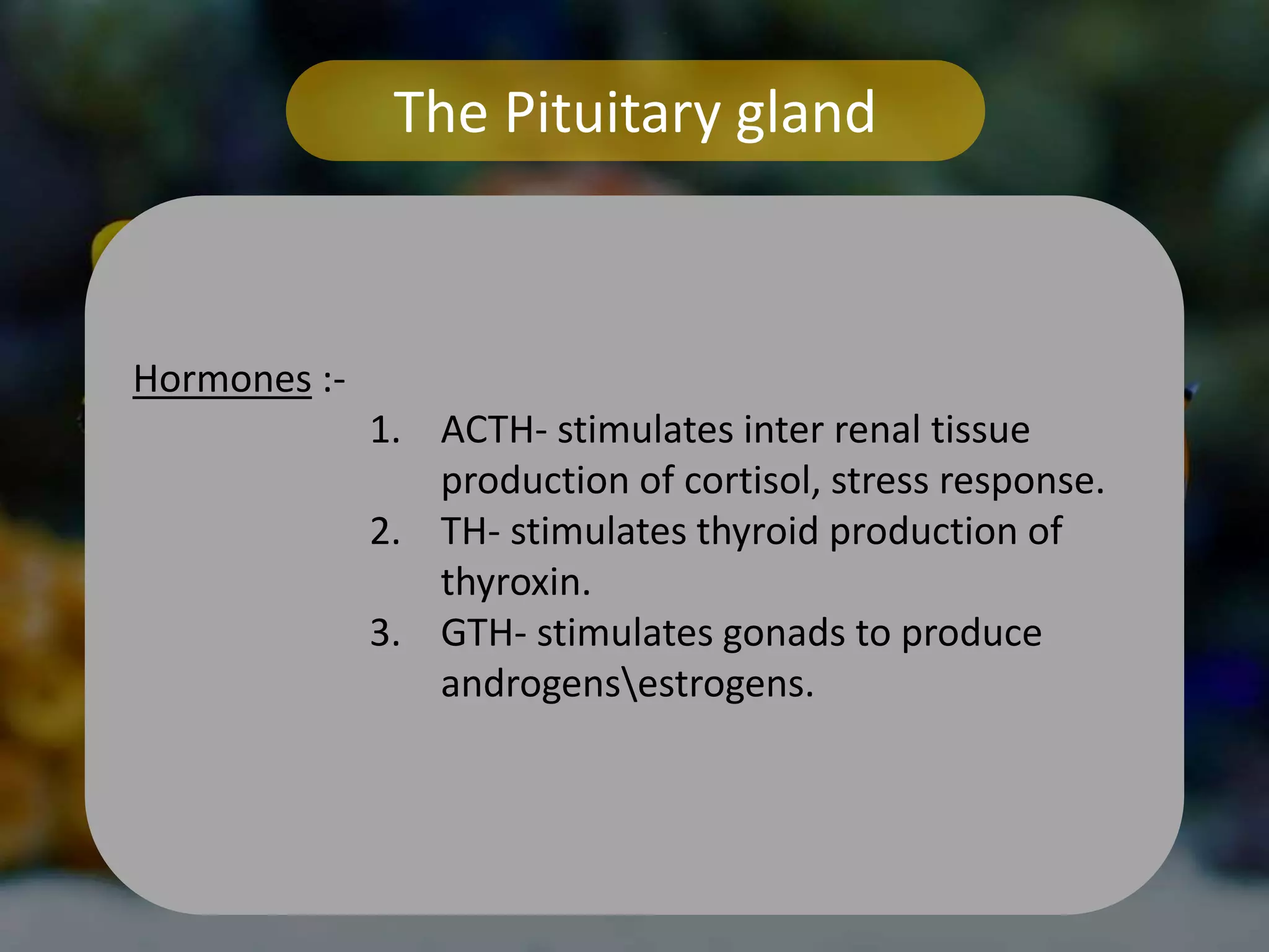 endocrine gland system of fishes | PPTX