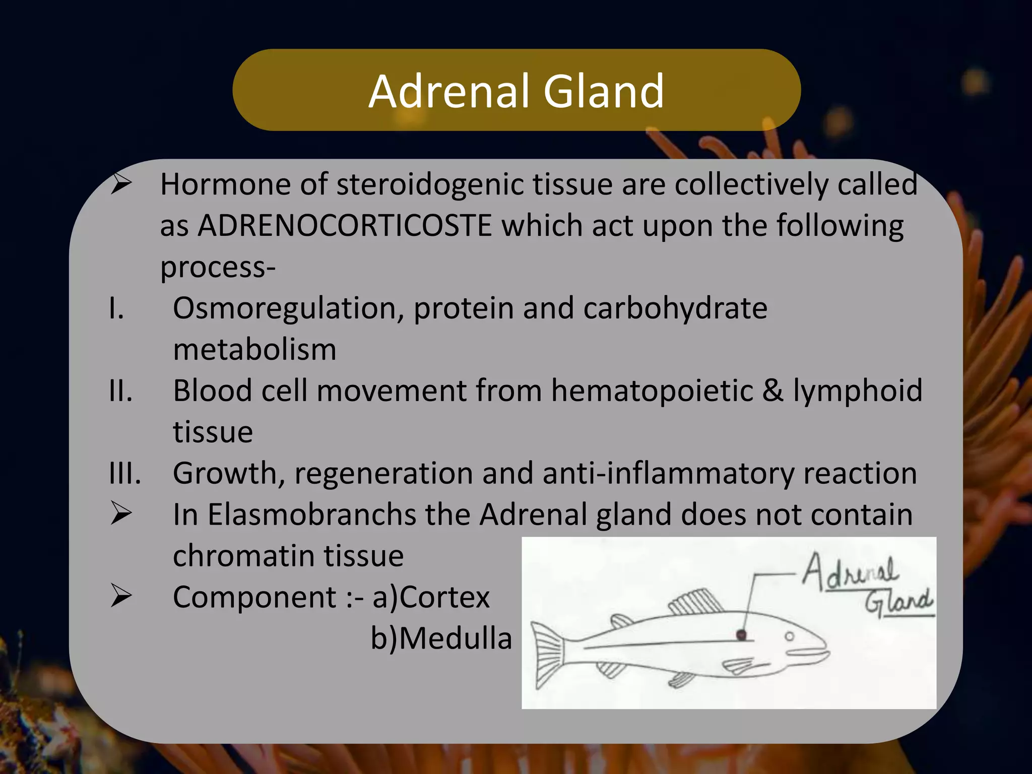 endocrine gland system of fishes | PPTX