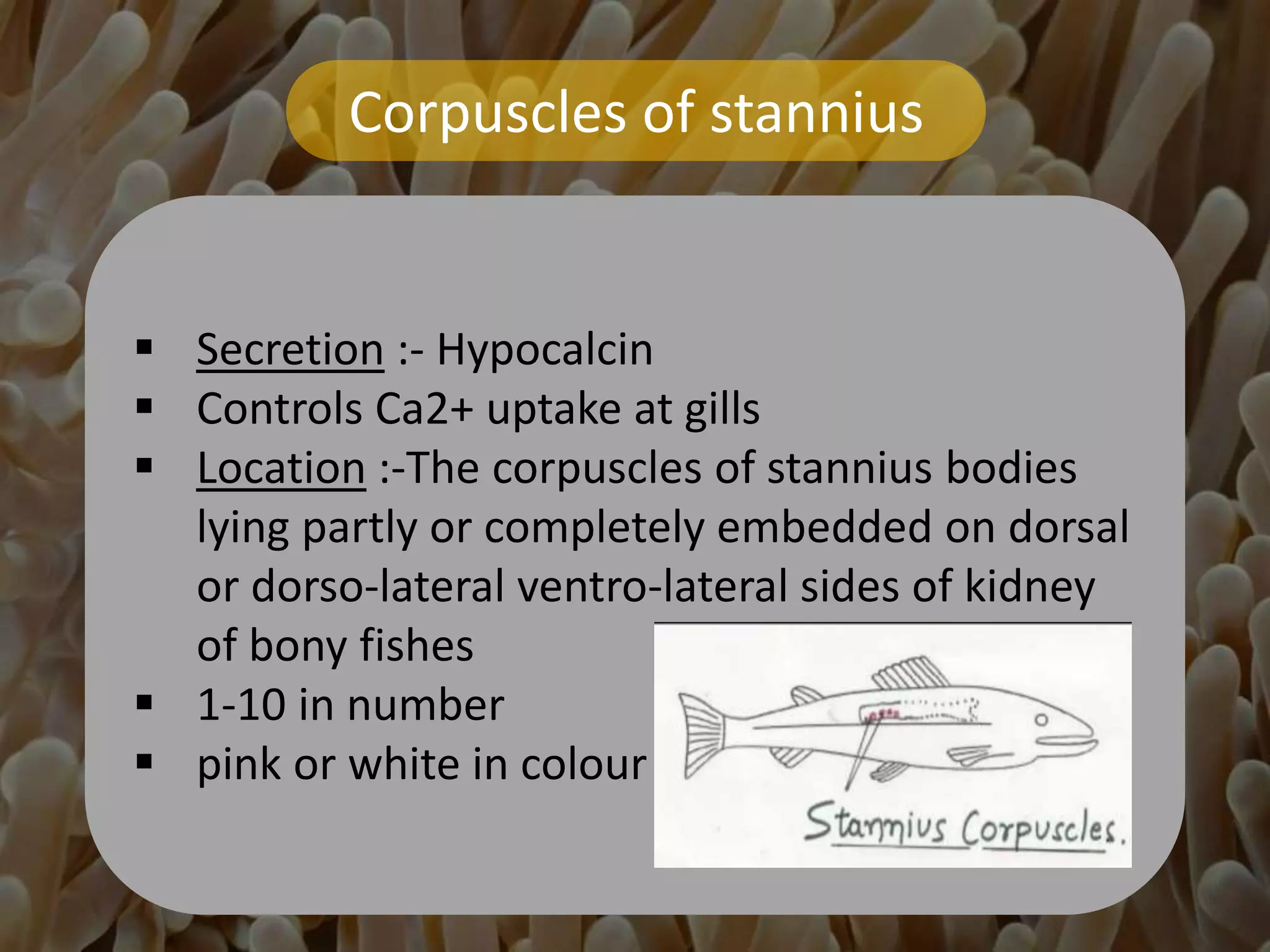 endocrine gland system of fishes | PPTX