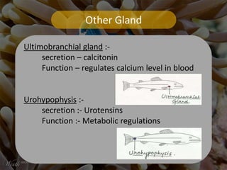 endocrine gland system of fishes | PPTX