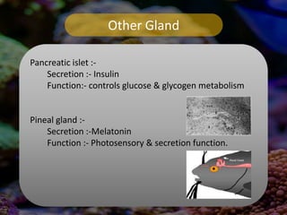 endocrine gland system of fishes | PPTX