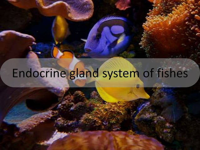 endocrine gland system of fishes | PPTX | Thyroid Disorders | Endocrine ...
