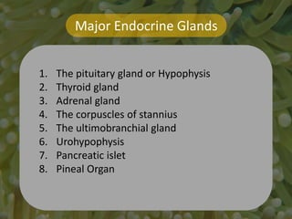 endocrine gland system of fishes | PPTX