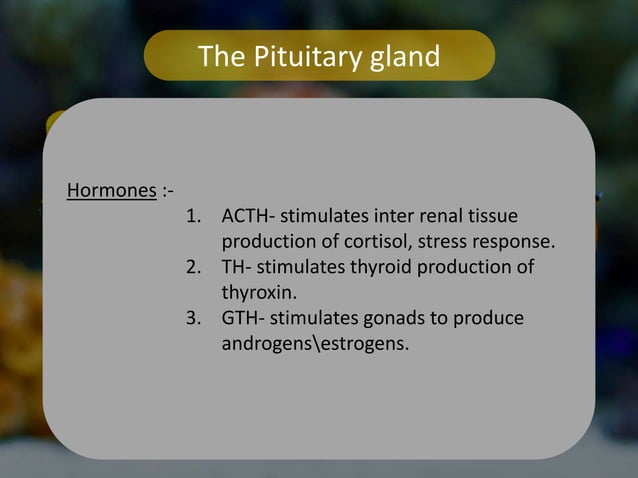 endocrine gland system of fishes | PPTX | Thyroid Disorders | Endocrine ...