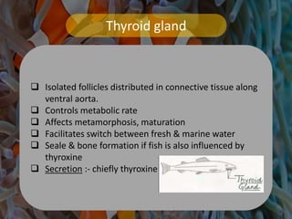 endocrine gland system of fishes | PPTX