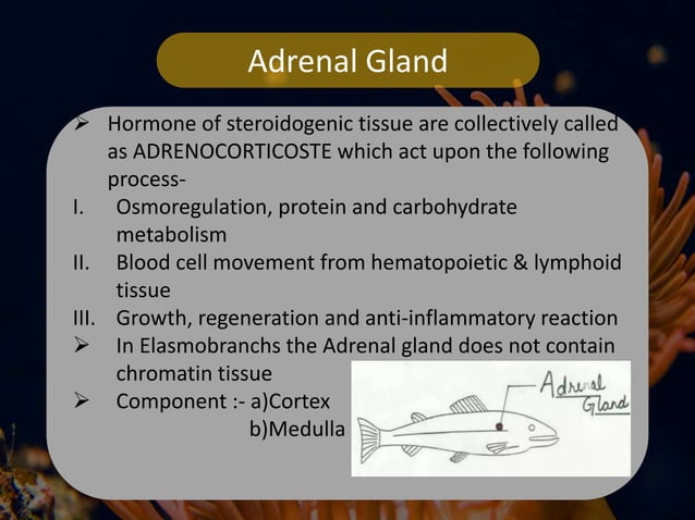 endocrine gland system of fishes | PPTX | Thyroid Disorders | Endocrine ...