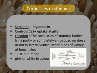 endocrine gland system of fishes | PPTX