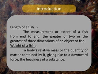 length and weight relationship of fish | PPTX