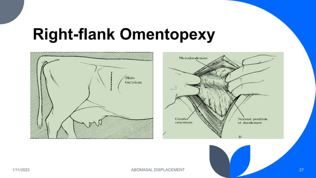Abomasal Displacement (1).pptx | Digestive Disorders | Diseases and ...
