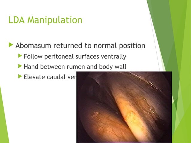 Abomasal displacements and volvulus | PPT | Digestive Disorders ...