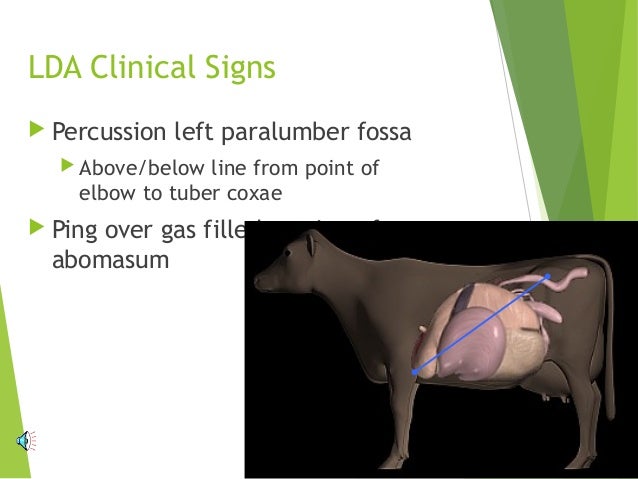 Abomasal displacements and volvulus