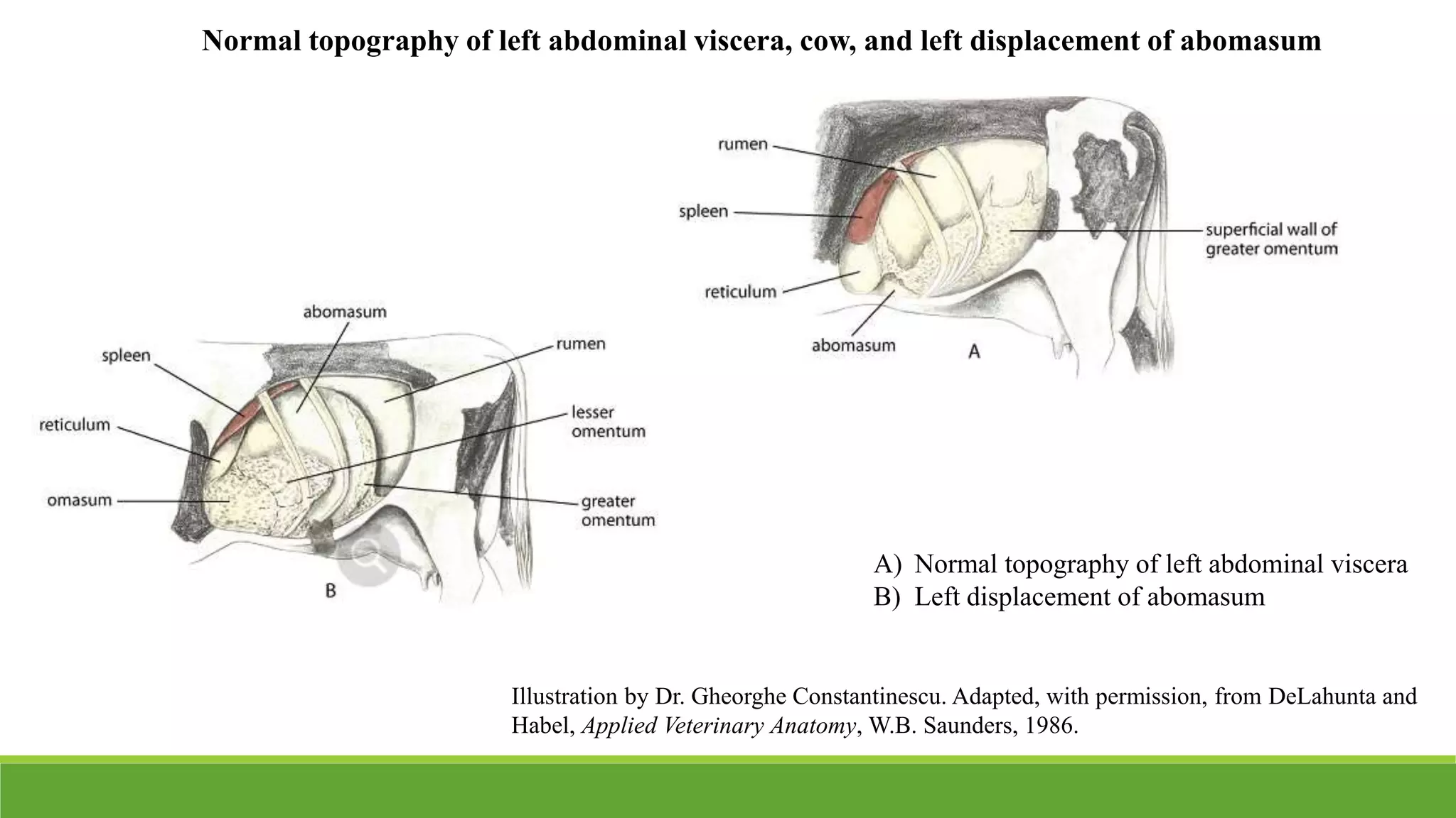 Abomasal surgery | PPTX