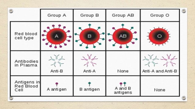 ABO BLOOD GROUPING AND RH FACTOR | PPTX | Pregnancy | Reproductive Health