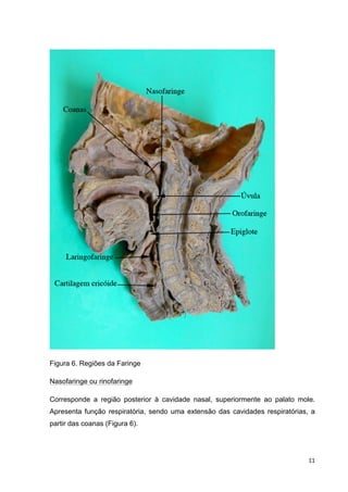 Abordagem morfofuncional do_sistema_respiratorio | PDF