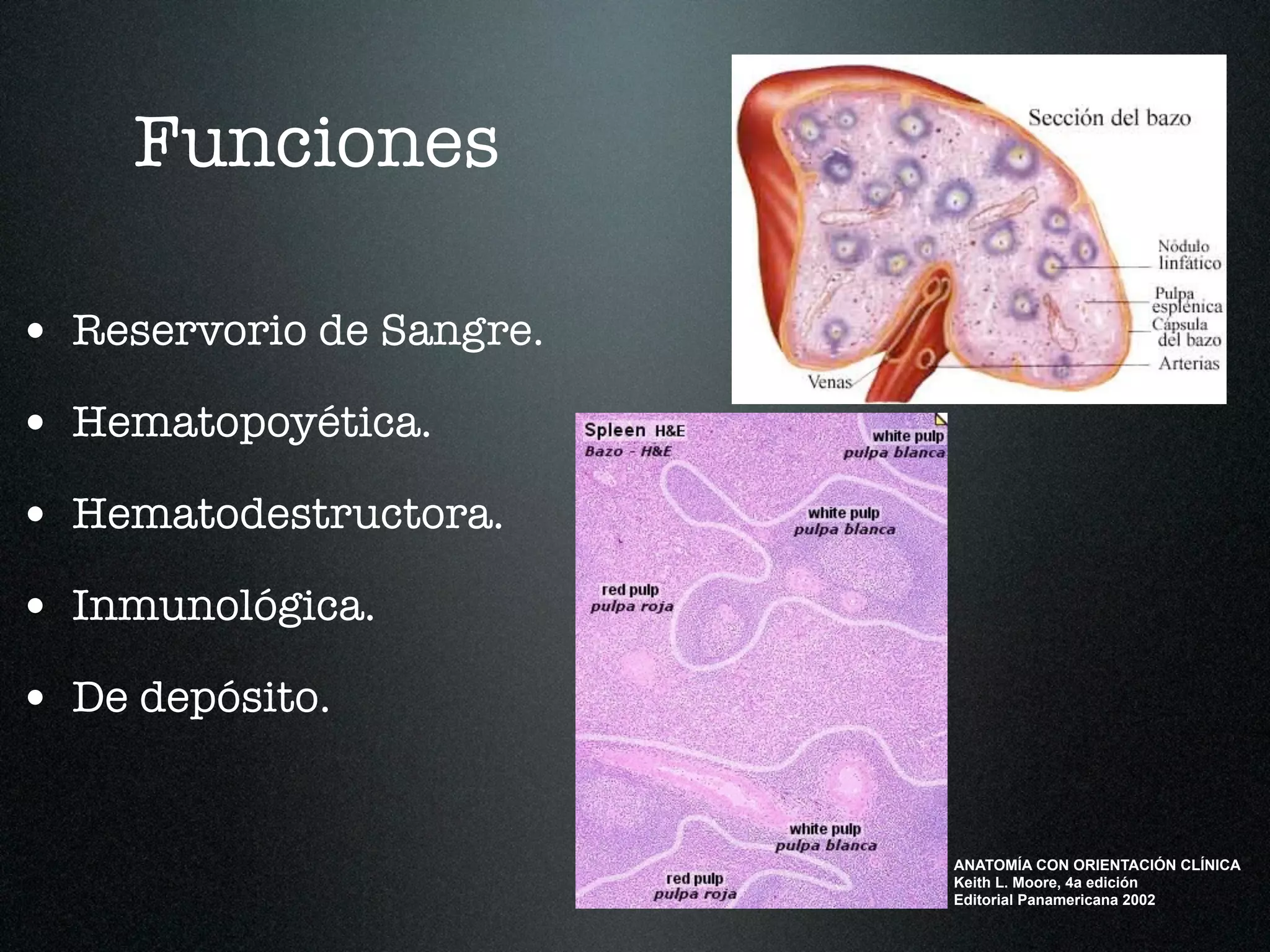 Abordaje de esplenomegalia | KEY