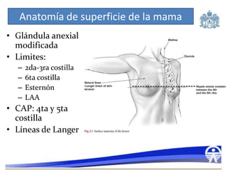 Abordajes cirugia de seno | PPTX
