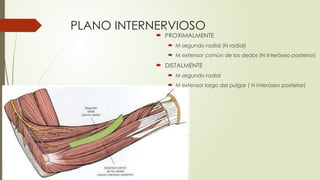 ABORDAJES CODO Y ANTEBRAZO CATEDRA DE ABORDAJES QUIRURGICOS.pptx