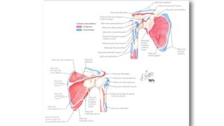 PRINCIPALES ABORDAJES DE HUMERO PROXIMAL.pptx