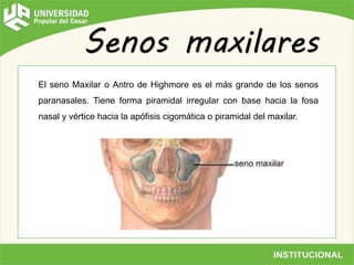 Abordajes externos de senos para nasales | PPTX