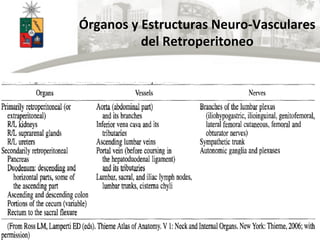 Abordajes retroperitoneales | PDF