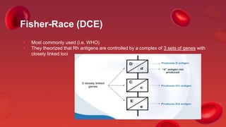 MAJOR BLOOD GROUPS, ABO(ISBT001) and RH(ISBT004) | PPTX
