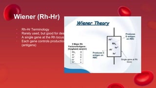 MAJOR BLOOD GROUPS, ABO(ISBT001) and RH(ISBT004) | PPTX