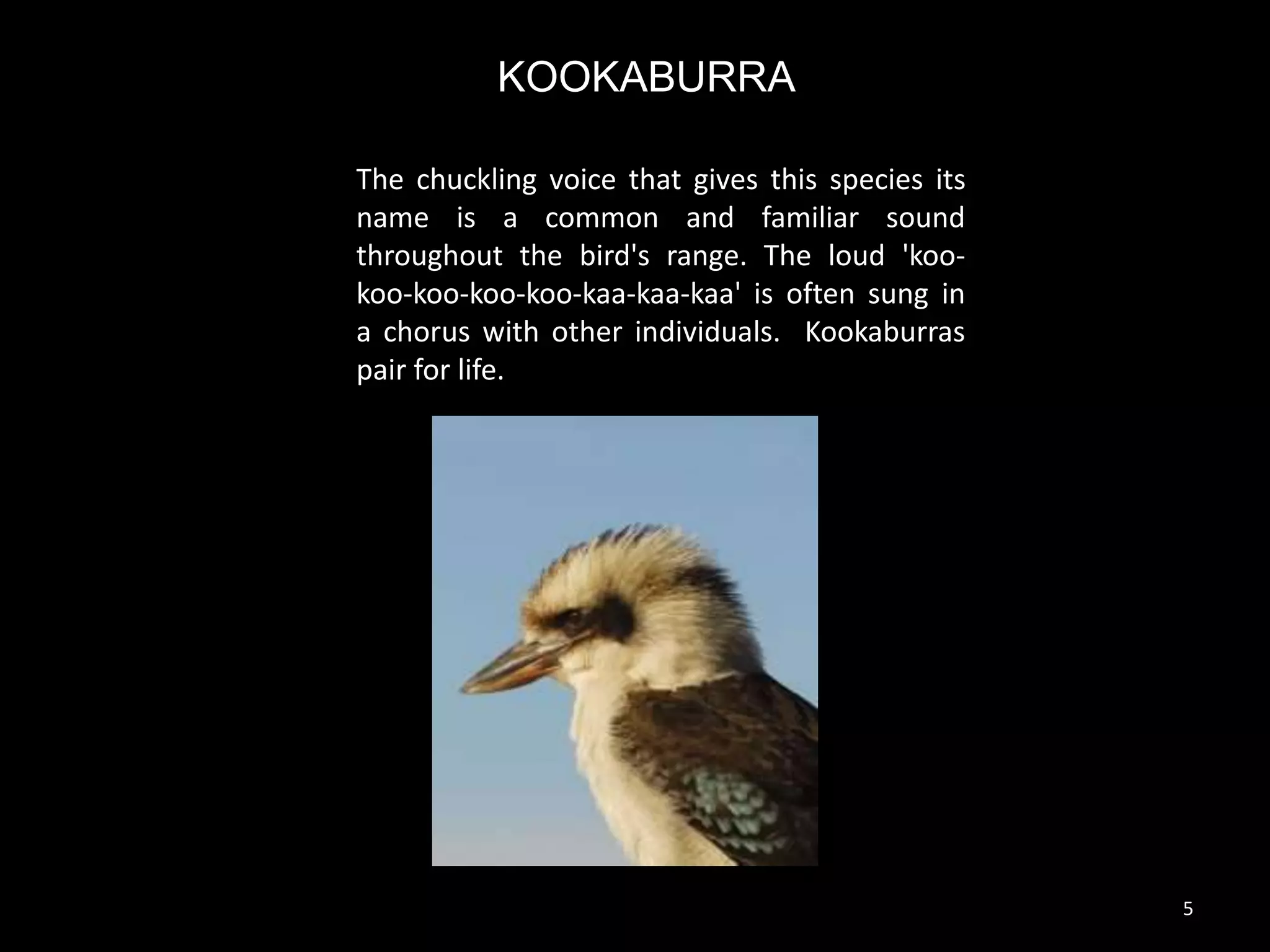 Aboriginal dreamtime stage 1 | PPTX